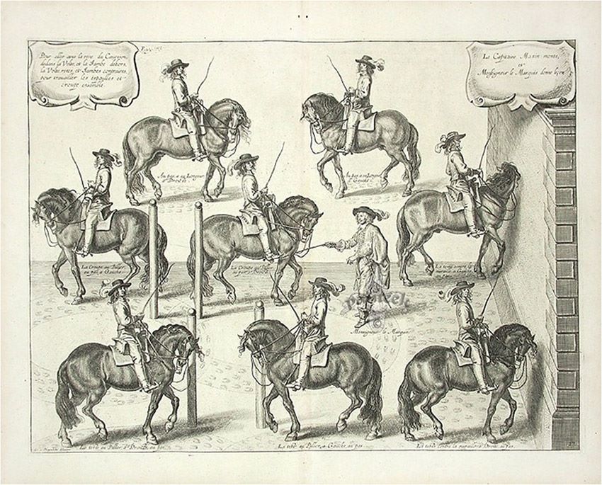 Draw Reins - What Are They and Are They A Humane Training Aid? by ...